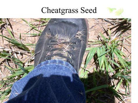 Ppt Cheatgrass Management Plan For Nm Powerpoint Presentation Free