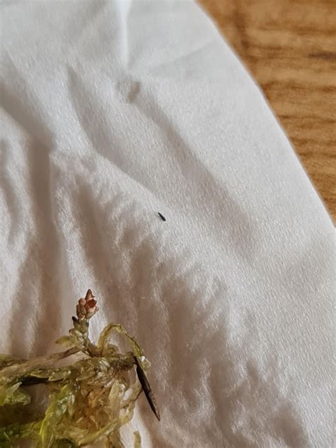 Should I Be Worried Of These Tiny Jumping Insects On My Spagnum Moss