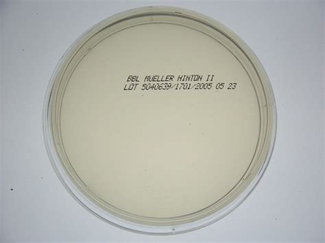 Micro Lab 2 Survey Of Mos And Culturing Bacteria Flashcards Quizlet