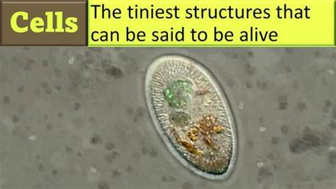 Biology Cells Structure Function Unit Complete Curriculum Resource BUNDLE