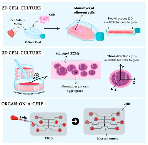 A Brief History Of Cell Culture From Harrison To Organs On A Chip