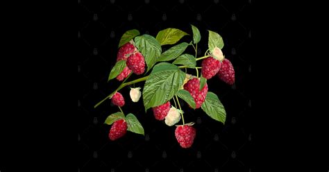 Raspberry Raspberry Sticker Teepublic