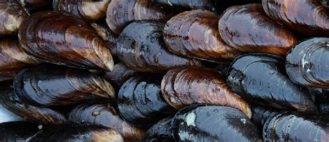 Which Foods Should You Wash Guidance And Advice