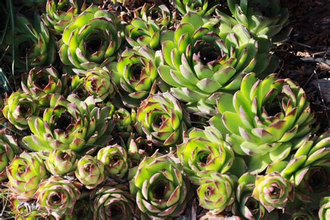 Hens And Chicks Momcrieff
