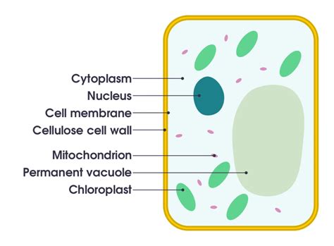 Flagella In An Plant Cell