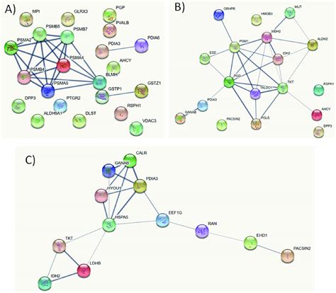 Protein Protein Interaction Networks Of Spermatozoa Proteins
