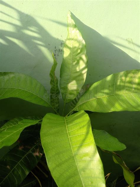 Long Leaf Wax Flower Or Philotheca Myoporoides Flowering Plant Branches Stock Image Image Of