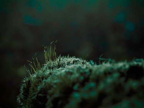 300000 Free Moss Plant And Moss Images Pixabay