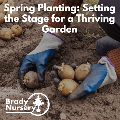 Spring Planting Setting The Stage For A Thriving Garden Brady
