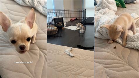 Dog Wants To Show Owner How He Eats Kibble In Adorable Video Dogtime