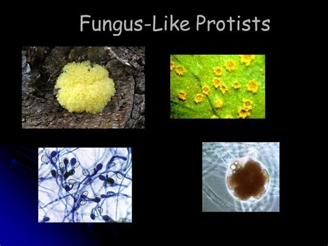 Fungus Like Protists Microscope
