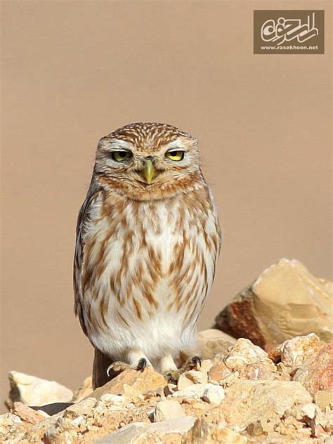 پرندگان ، جغد کوچک