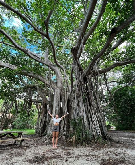 Hugh Taylor Birch State Park Fort Lauderdale See Sight Tours
