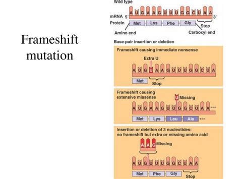 Ppt Mutations Powerpoint Presentation Free Download Id1466319