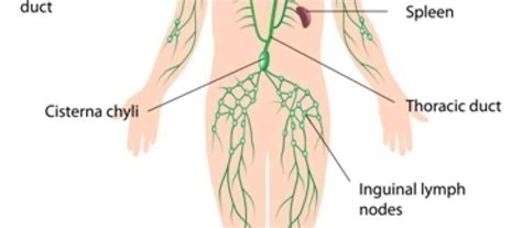 Lymphatic Activation Techniques