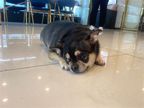 치와와 아롱이 가정강아지분양 강아지입양 보더콜리 골든리트리버 사모예드 시바견 고양이분양가 시츄 강아지배변훈련 도그마루 홈스쿨 강아지훈련소 강아지입질 강아지분리불안