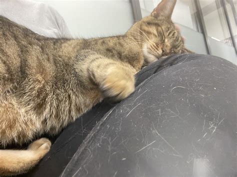 Elvis Camp Kitty Flickr