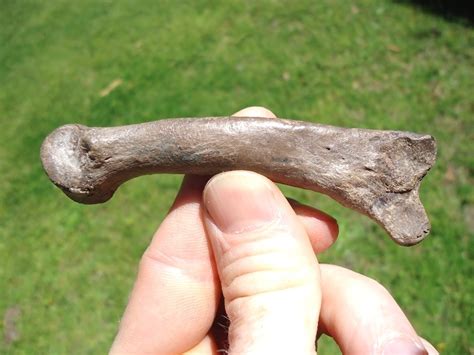 Museum Quality Saber Cat Metacarpal Recently Sold Fossils Prehistoric Florida