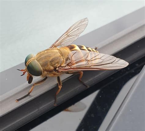 What Is This Translucent Bug Found In Bed Doesnt Look Like Bedbug