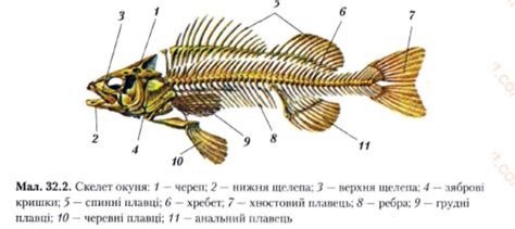 Визначте спільні елементи будови зображених скелетів Зробіть позначення на малюнках · Череп