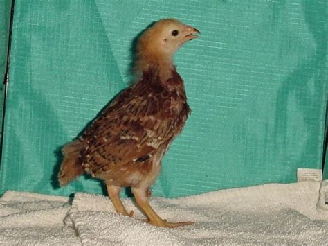 My Little Farming Blog Week Four Three Russian Orloff Peep Models