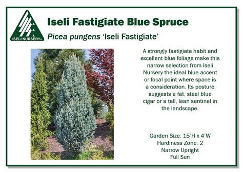 Picea Pungens ‘iseli Fastigiate