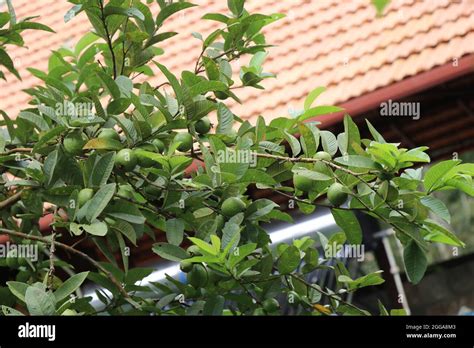Guava Tree Hi Res Stock Photography And Images Alamy
