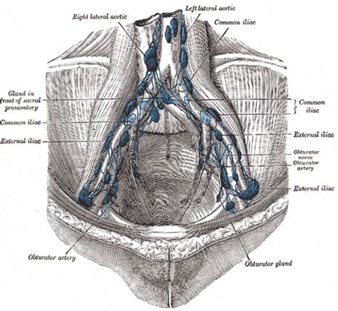 Lymph Nodes Lymphatic System Ewan Wilson