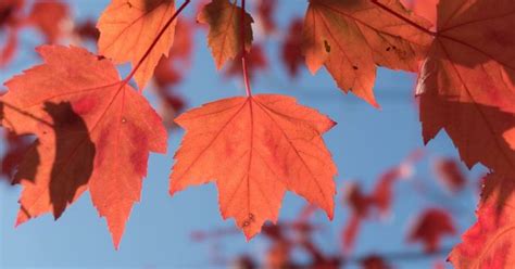 Order Up Sycamore Maple Taxonomy Quiz By Sparkblip