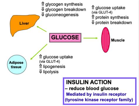 Physiology Of Insulin Secretion And Carbohydrate Metabolism Flashcards