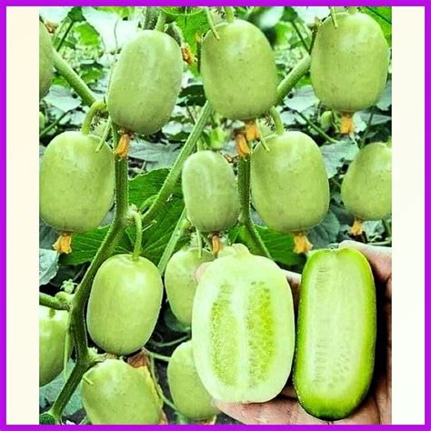 ஐ Mini Round Cucumber Seeds Pipino Cucumber Fruit Seed High Quality