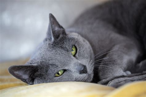 Facts About Russian Blue Cats What You Need To Know About These Kitties