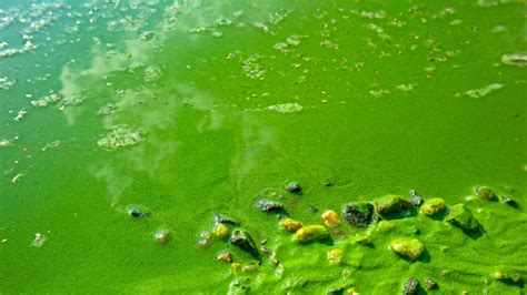 Blue Green Algae Can Create Poisonous Cyanotoxins That Make People