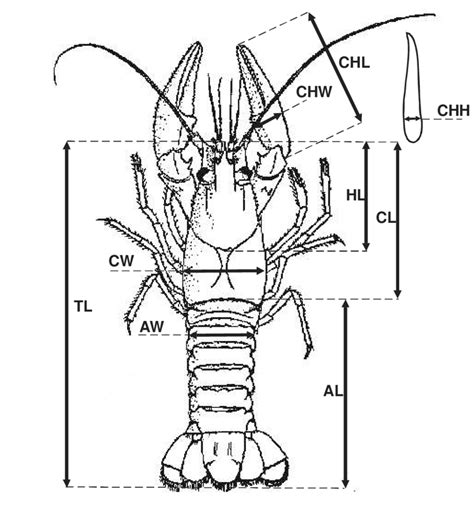 Scheme Of Measurements Taken From Investigated Crayfish Tl Total Body