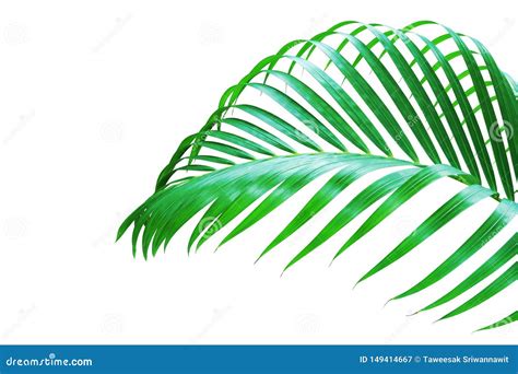 Tropical Palm Leaf Isolated On White Background Stock Image Image Of Exotic Feathery 149414667