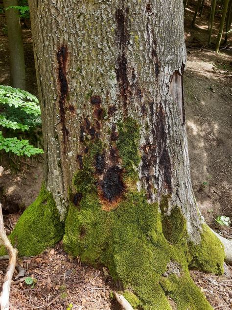 Phytophthora Cambivora Root And Crown Rot