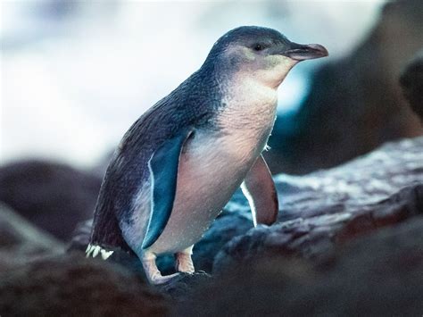Pingüino Azul Ebird