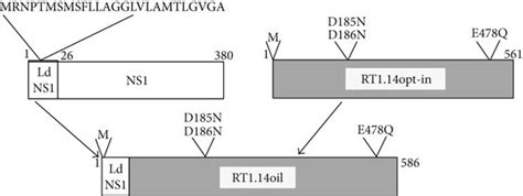Schematic Representation Of Chimeric Drug Resistant Hiv 1 Reverse Download Scientific Diagram