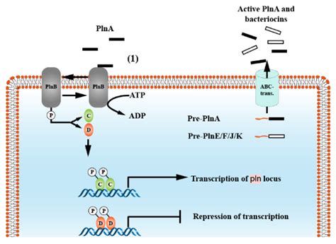 Biosynthesis And Production Of Class Ii Bacteriocins Of Food Associated