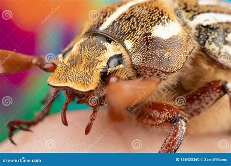 Close Photo Of A Ten Lined June Beetle Junebug With Strange Looks