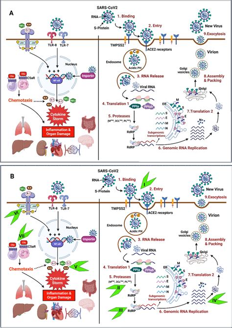 A Sars Cov 2 Replication Cycle On The Right Half And Pathophysiology