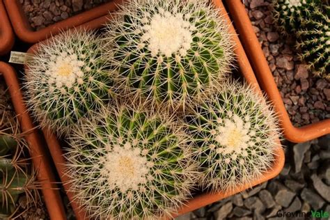 14 Barrel Cacti Types And Varieties Echinocactus Ferocactus GrowingVale