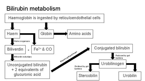 Gallbladder Anatomy Bilirubin Metabolism Haemoglobin Is Ingested By