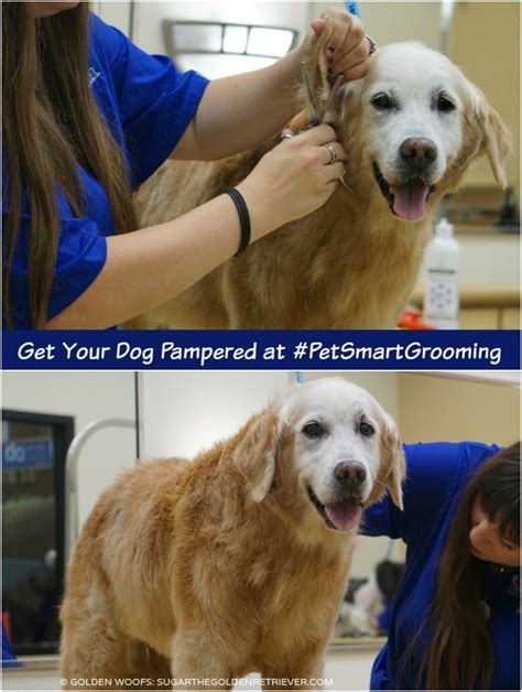 What Does Petsmart Need For Grooming At Jaclyn Glenn Blog