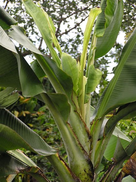 Boron Deficiency Of Banana Boron Deficiency Of Banana In C… Flickr