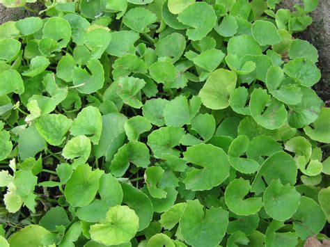 Centella Asiatica Centella Asiatica Reniform Leaf It I Flickr