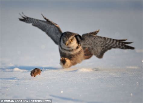 Photographer Captures Incredible Moment A Majestic Owl Swoops In For