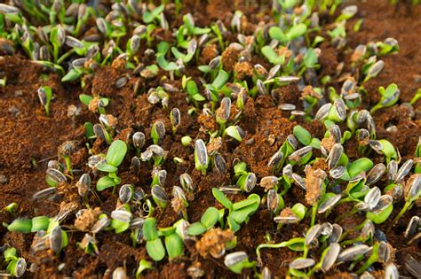 토양 측면 보기 선택적 초점에에서 뿌리기 묘 상 Indooryoung 공장에서 해바라기 출 식물의 보기 0명에 대한 스톡 사진