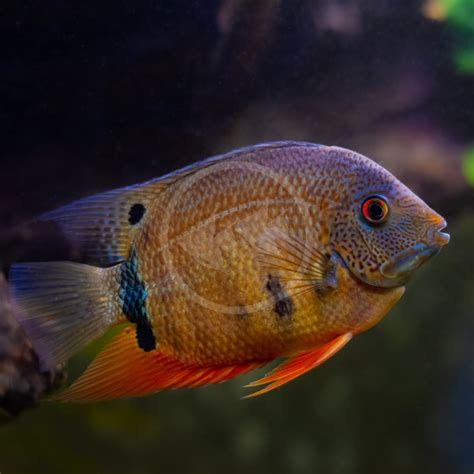 Cichlid Severum Gold Heros Efasciatus Aquatics Unlimited