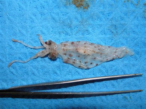 Taxonomy Cranchiidae